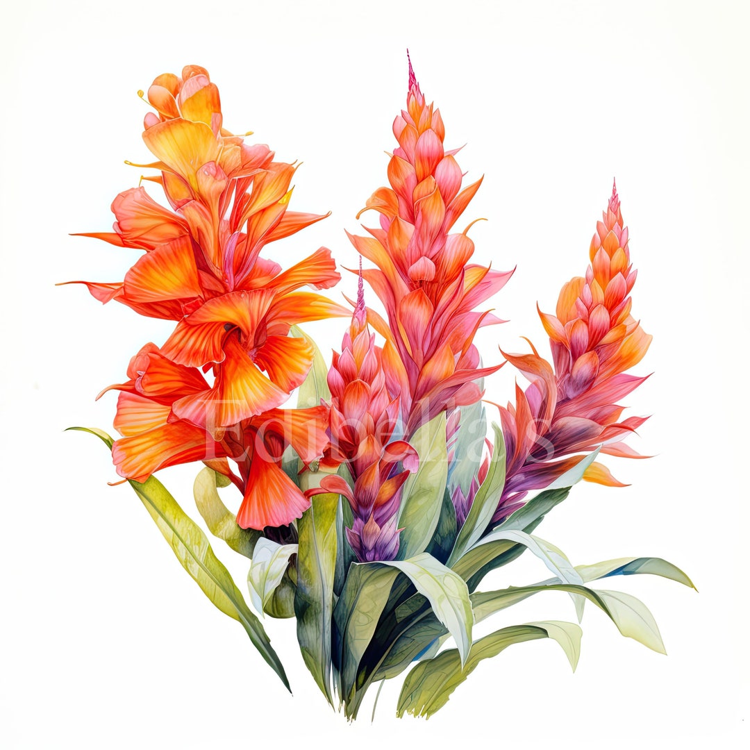 Ginger Flower | Set of 10 | Clipart Bundle | 300 DPI Jpegs | 300 DPI ...