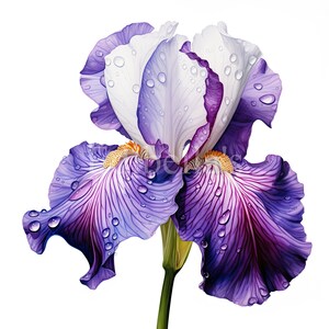 Spring Iris | Set of 10 | Clipart Bundle | 300 DPI Jpegs | 300 DPI ...