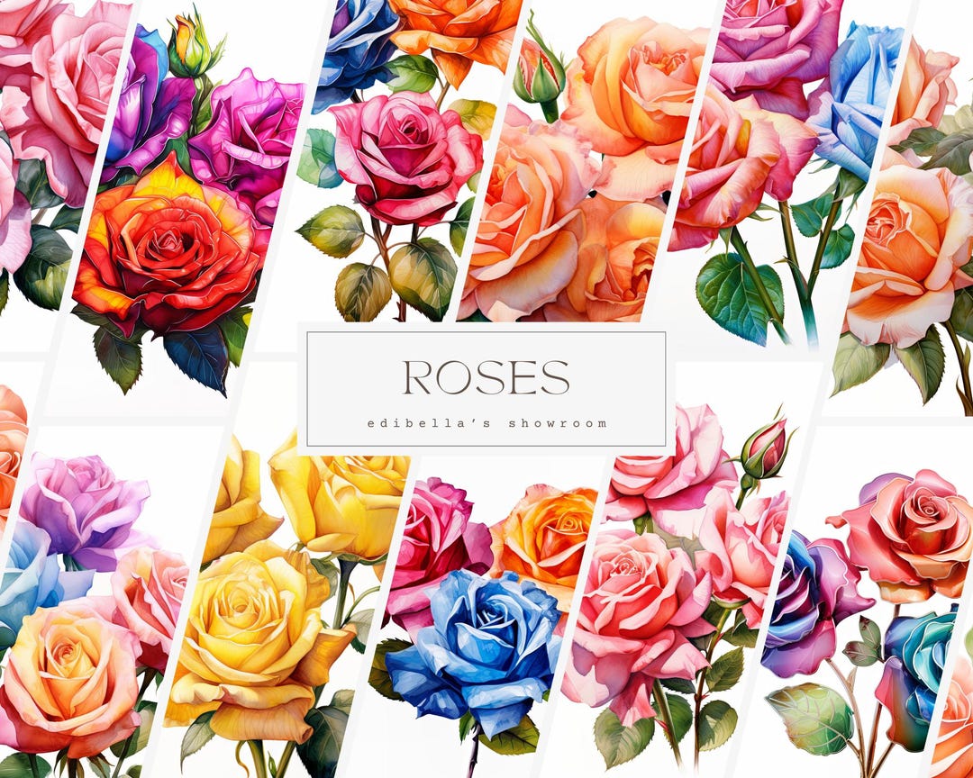 Roses | Set of 12 | Clipart Bundle | 300 DPI Jpegs | 300 DPI ...