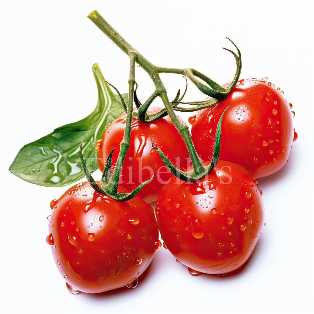 Tomato | Set of 10 | Clipart Bundle | 300 DPI Jpegs and 300 DPI ...