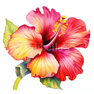 Hibiscus Flower | Set of 10 | Clipart Bundle | 300 DPI Jpegs | 300 DPI ...