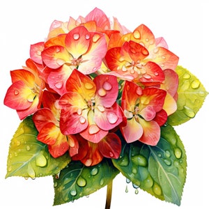 Hydrangea | Set of 10 | Clipart Bundle | 300 DPI Jpegs | 300 DPI ...