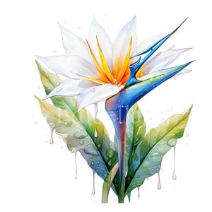 Bird of Paradise Flower | Set of 10 | Clipart Bundle | 300 DPI Jpegs ...