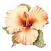 Hibiscus Flower | Set of 10 | Clipart Bundle | 300 DPI Jpegs | 300 DPI ...