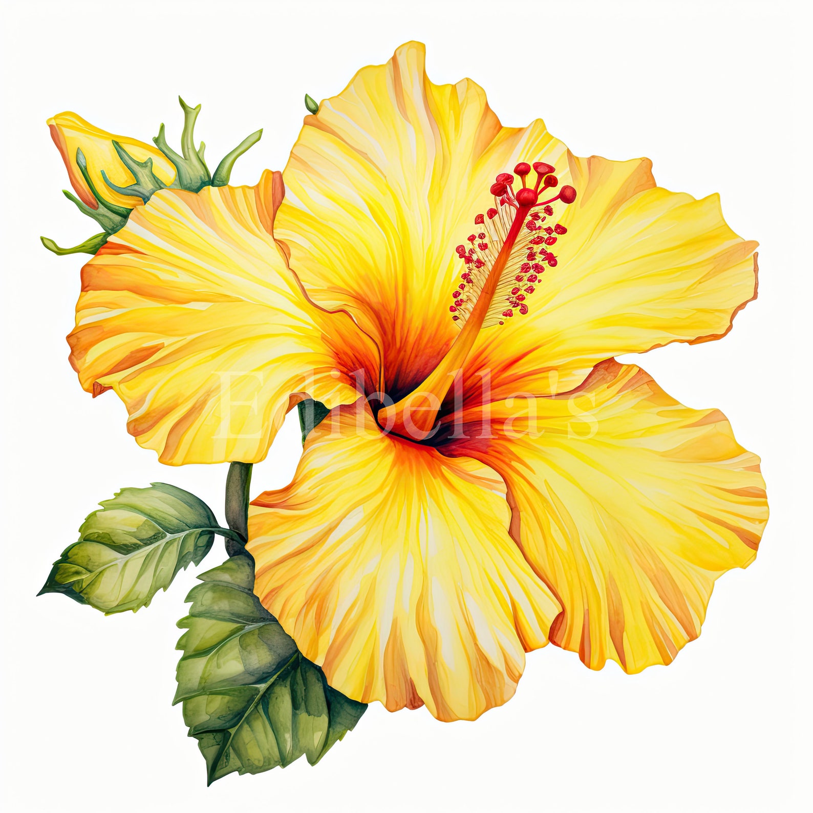 Hibiscus Flower Set of 10 Clipart Bundle 300 DPI Jpegs 300 DPI ...