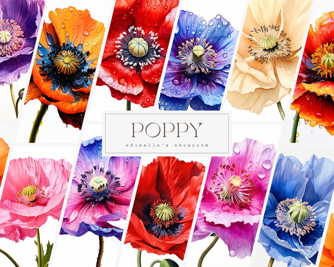Poppy Flower | Set of 12 | Clipart Bundle | 300 DPI Jpegs | 300 DPI ...