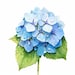 Hydrangea | Set of 10 | Clipart Bundle | 300 DPI Jpegs | 300 DPI ...