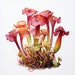 Carnivorous Plants | Set of 10 | Clipart Bundle | High Quality 300 Dpi ...