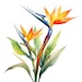 Bird of Paradise Flower | Set of 10 | Clipart Bundle | 300 DPI Jpegs ...