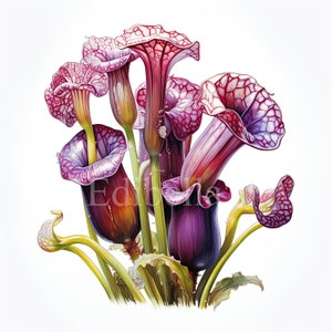 Carnivorous Plants | Set of 10 | Clipart Bundle | High Quality 300 Dpi ...
