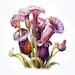 Carnivorous Plants | Set of 10 | Clipart Bundle | High Quality 300 Dpi ...