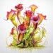 Carnivorous Plants | Set of 10 | Clipart Bundle | High Quality 300 Dpi ...