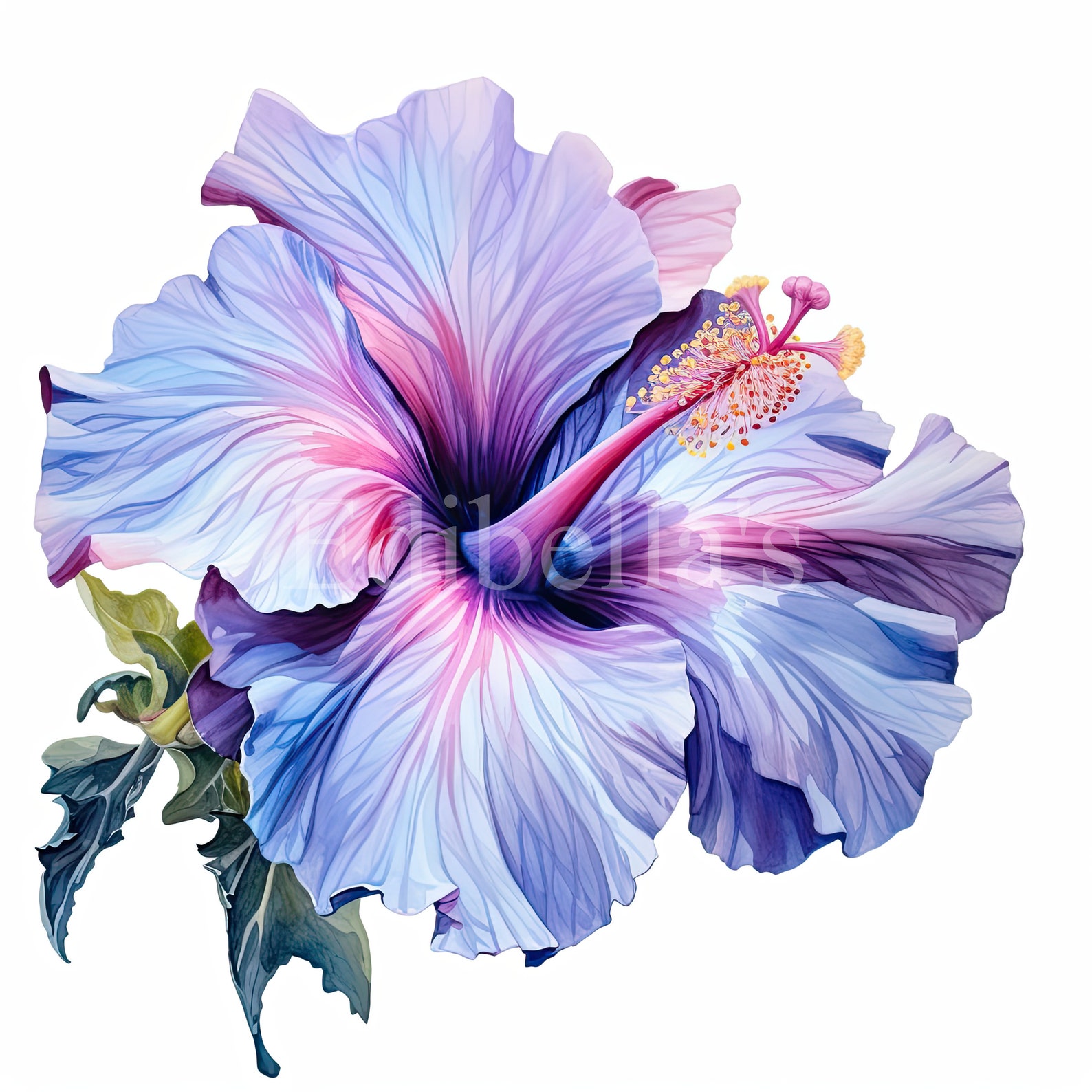 Hibiscus Flower Set of 10 Clipart Bundle 300 DPI Jpegs 300 DPI ...