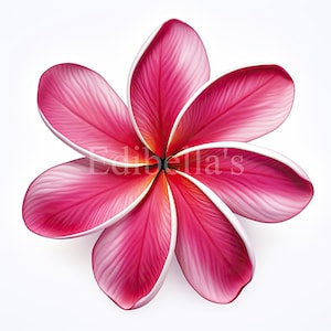 Plumeria Flower | Set of 10 | Clipart Bundle | 300 DPI Jpegs | 300 DPI ...