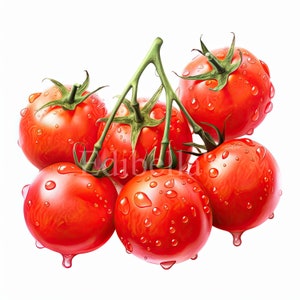Tomato | Set of 10 | Clipart Bundle | 300 DPI Jpegs and 300 DPI ...