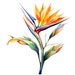 Bird of Paradise Flower | Set of 10 | Clipart Bundle | 300 DPI Jpegs ...