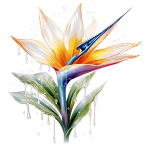 Bird of Paradise Flower | Set of 10 | Clipart Bundle | 300 DPI Jpegs ...