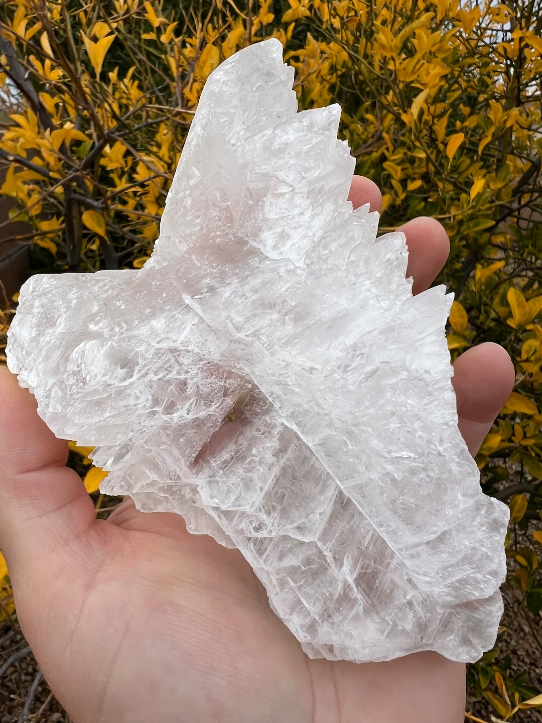 Fishtail Selenite Perfect Rare and Unique Ultraviolet Reactive Neon ...