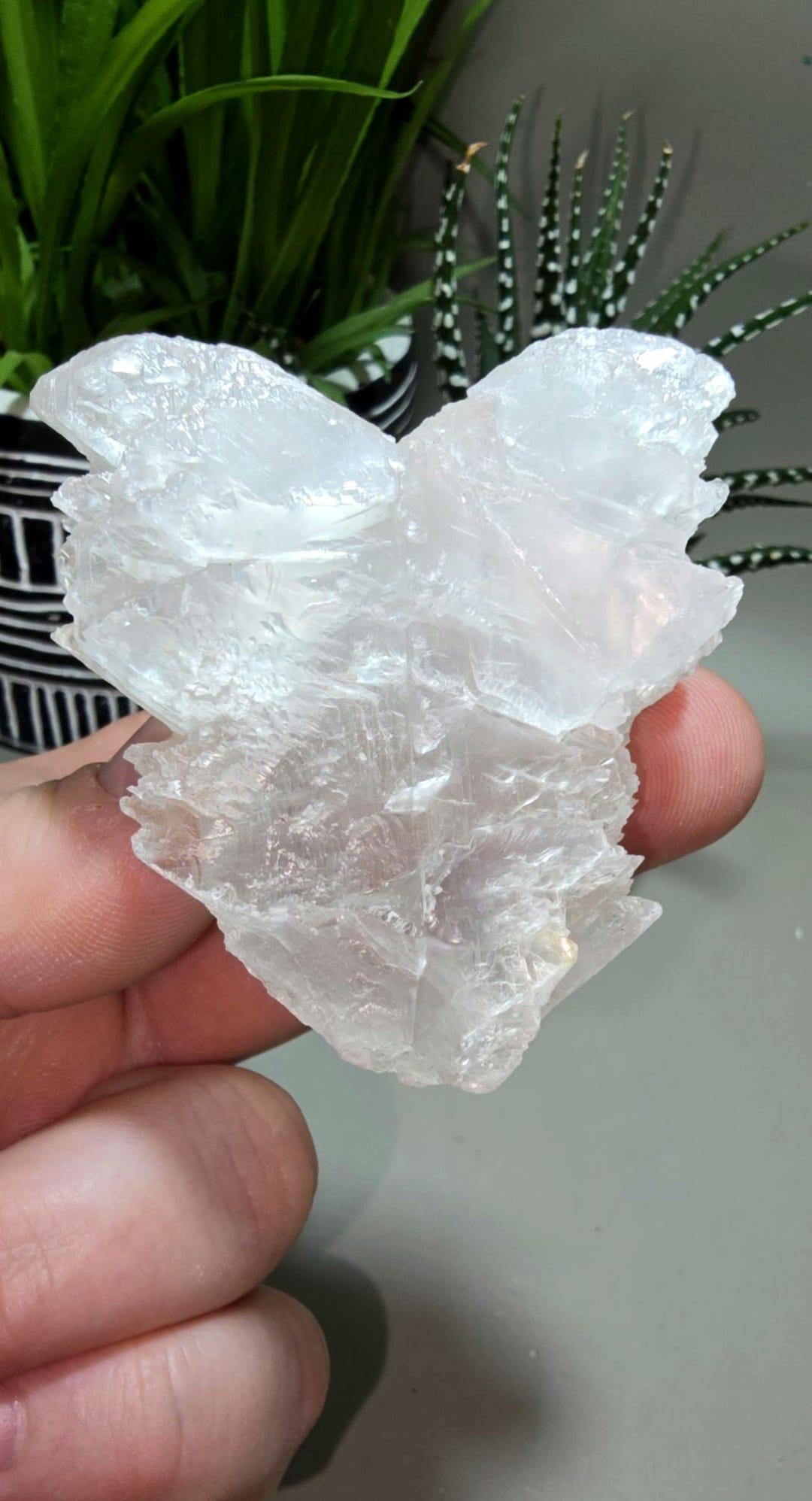 Fish Tail Selenite | Angel Wing Selenite | UV Reactive Glows Neon Green ...