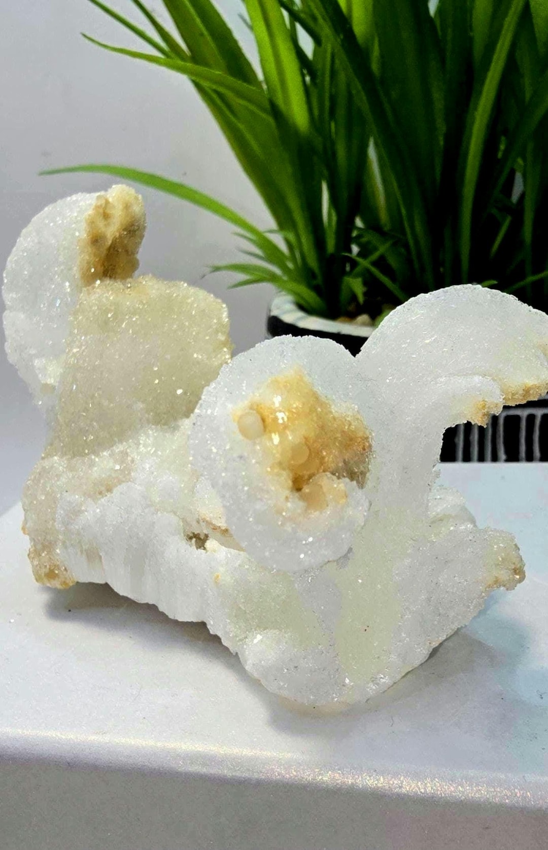 Rams Horn Selenite Cluster |natural Curled Selenite | Gypsum Var ...