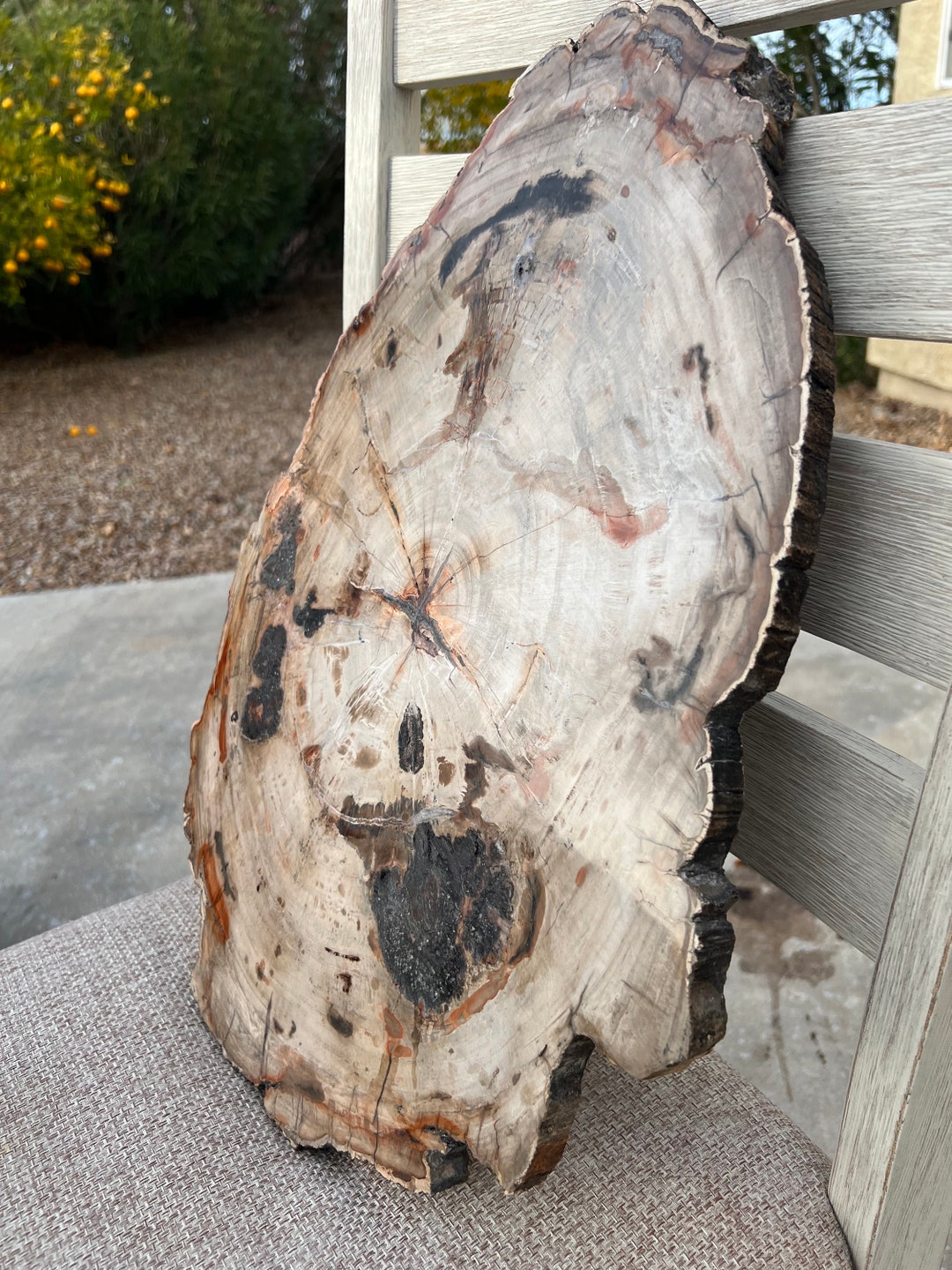 Petrified Wood From Madagascar 20 Extra Large Petrified Wood Slab ...
