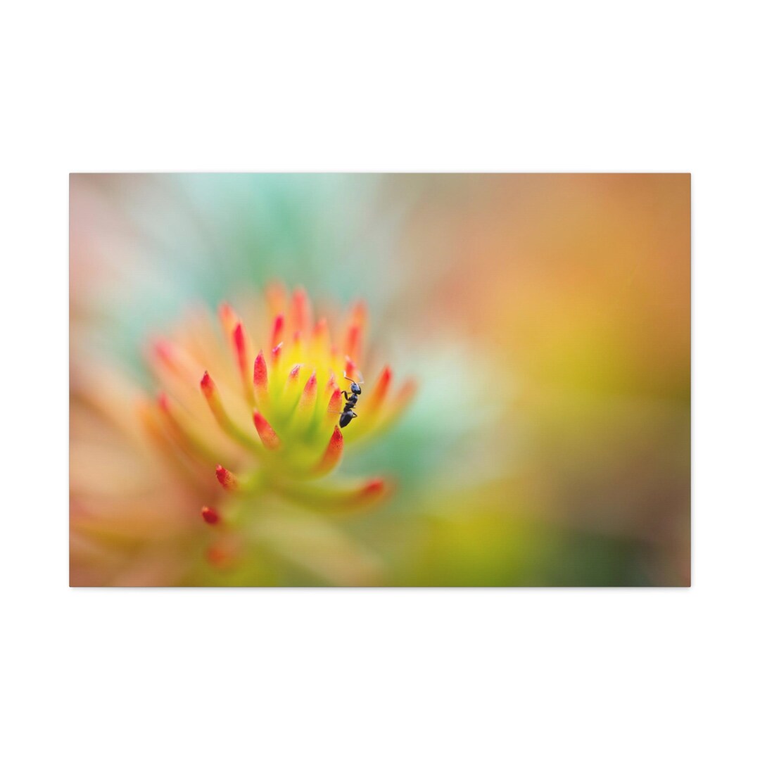The Ant - A Small, Big World, Photo on Canvas, Wall Art - Etsy