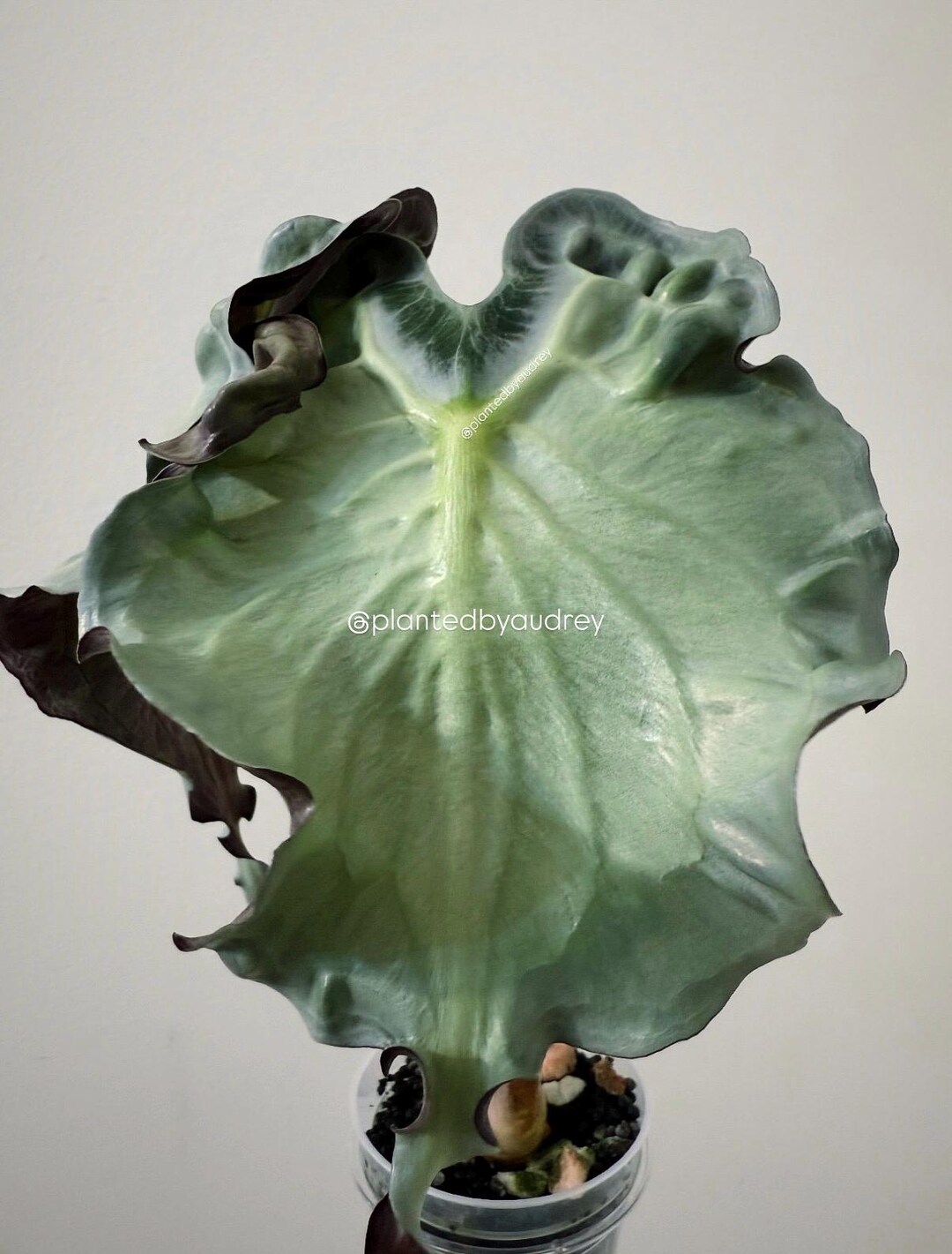 Alocasia Venom Plant – Mutant Species, South Korean Origin - Etsy