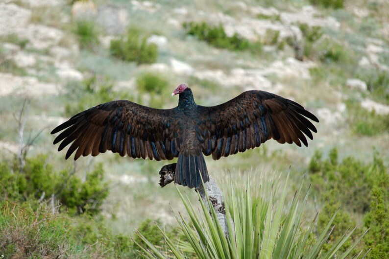 Beautiful Vulture, Carlsbad National Park, Photography, Nature ...