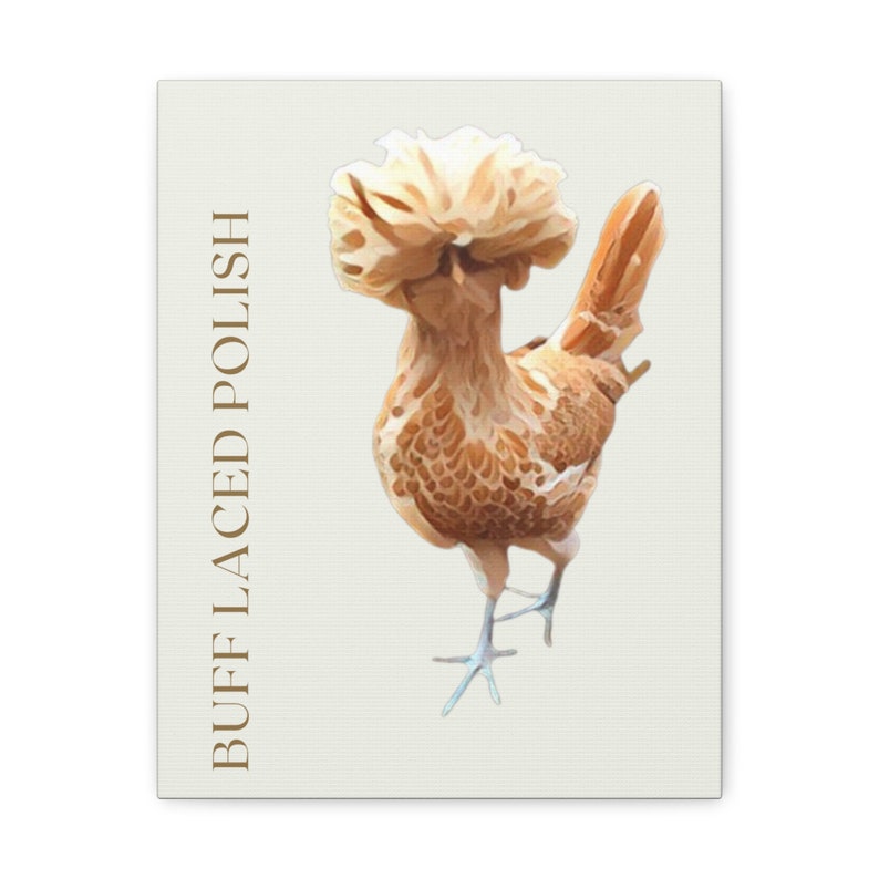 Buff Laced Polish Chicken Canvas - Etsy