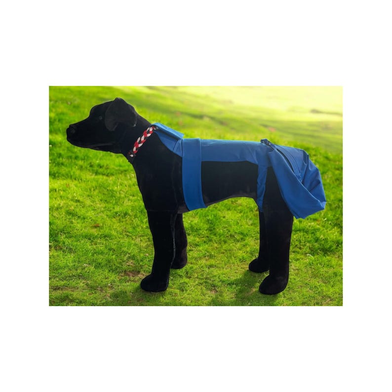 Wiggle Saver Harness (male) Tail Protector for Happy Tail Syndrome and ...