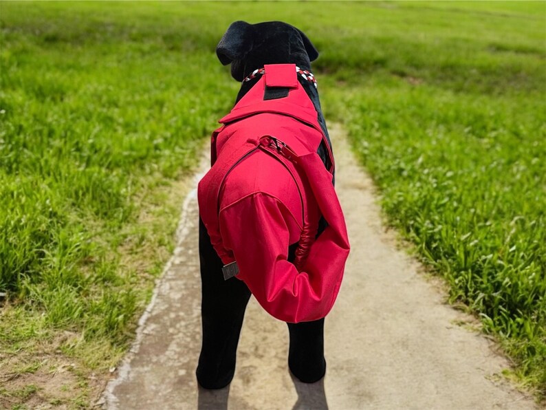 Wiggle Saver Harness (male) Tail Protector for Happy Tail Syndrome and ...