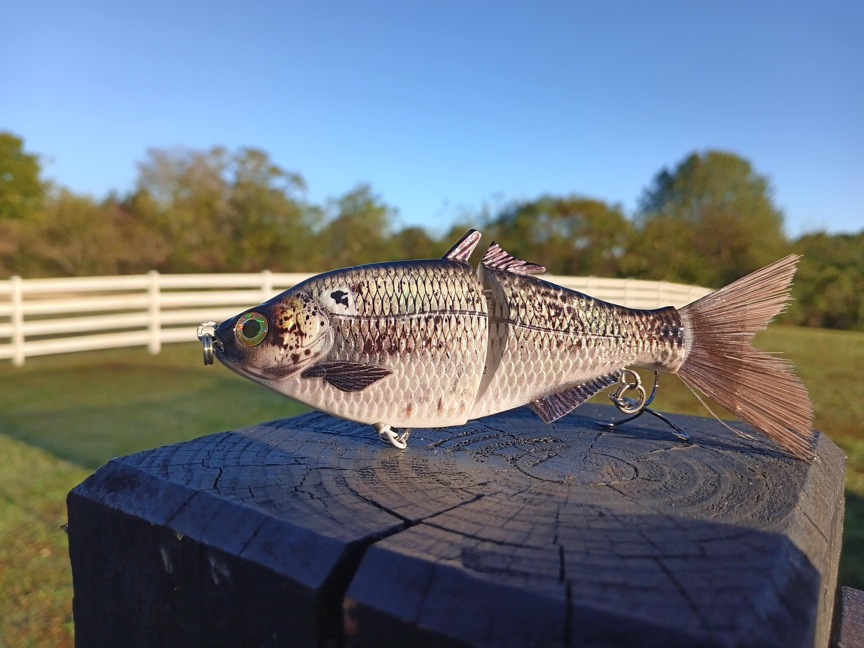 6" Gizzard Shad - Etsy