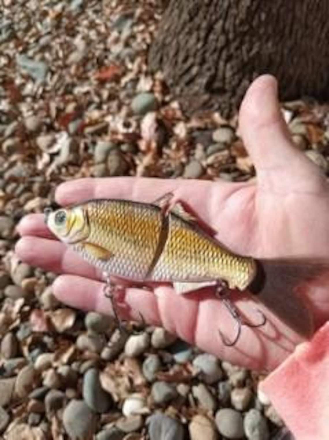 6" Golden Shiner Swimbait - Etsy