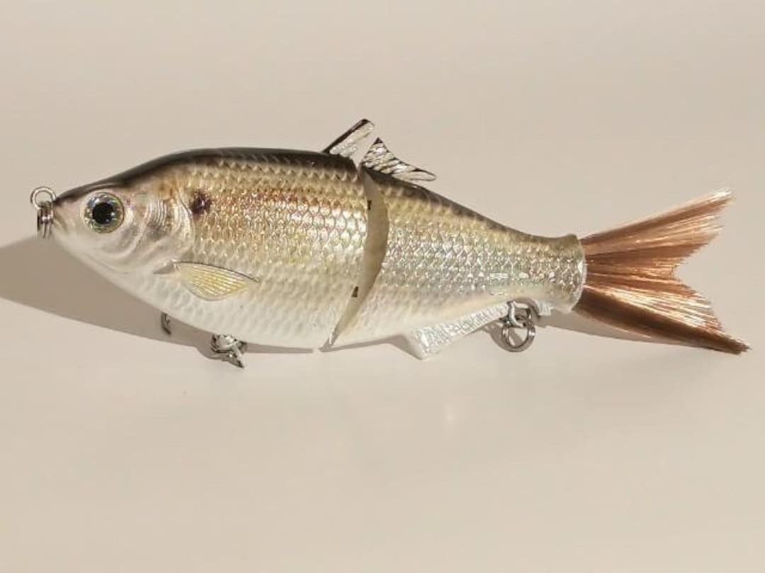 6 Gizzard Shad Etsy