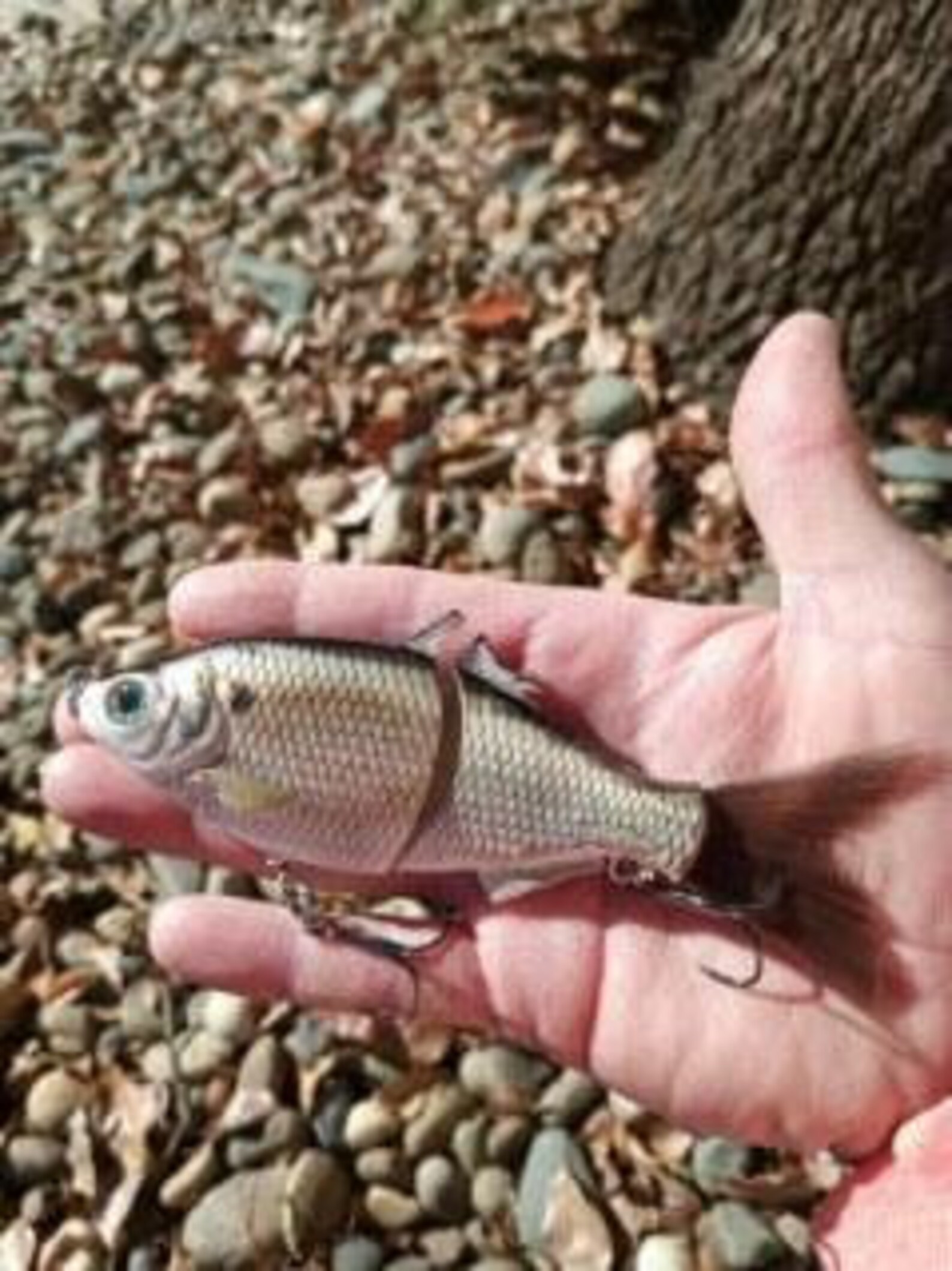 6 Gizzard Shad - Etsy