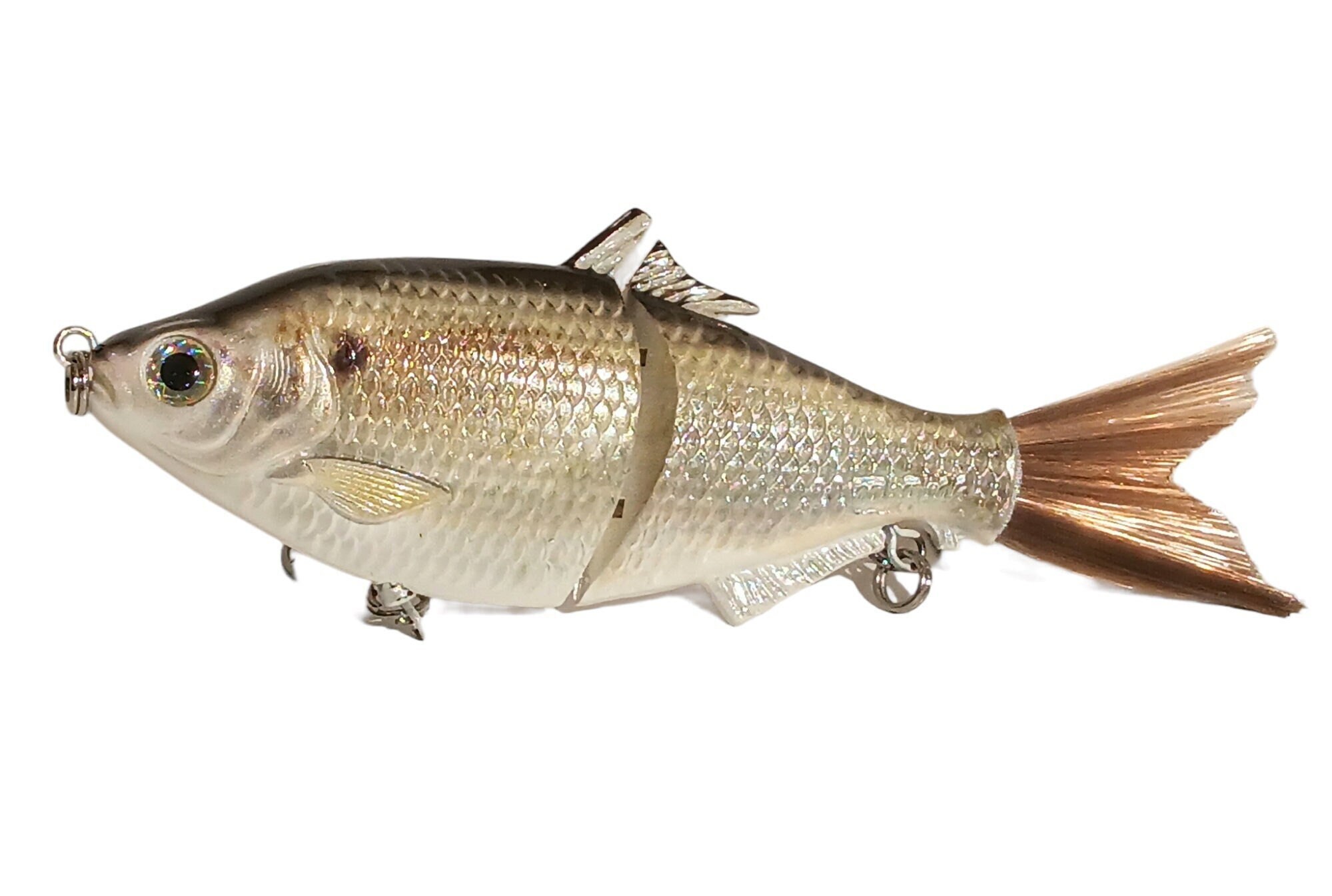 6 Gizzard Shad - Etsy