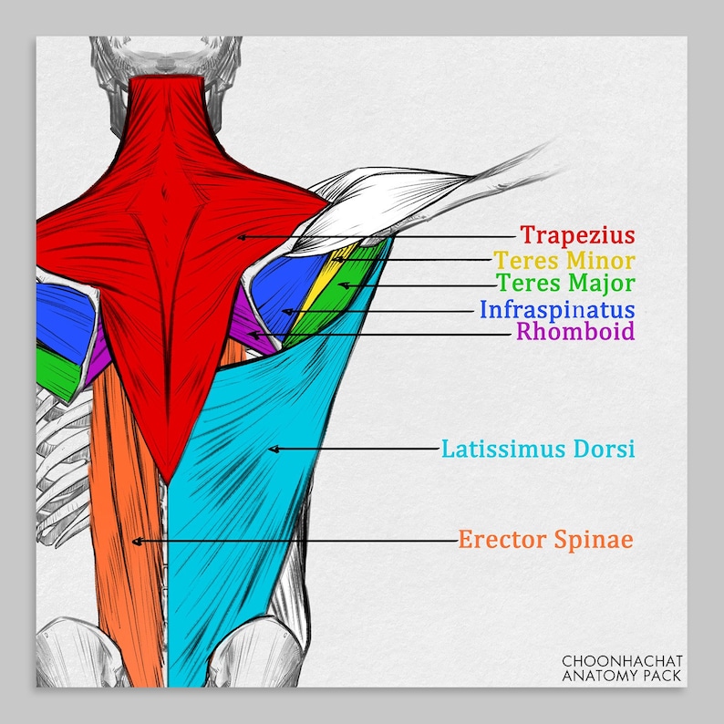 Anatomy Pack by Dylan Choonhachat - Etsy