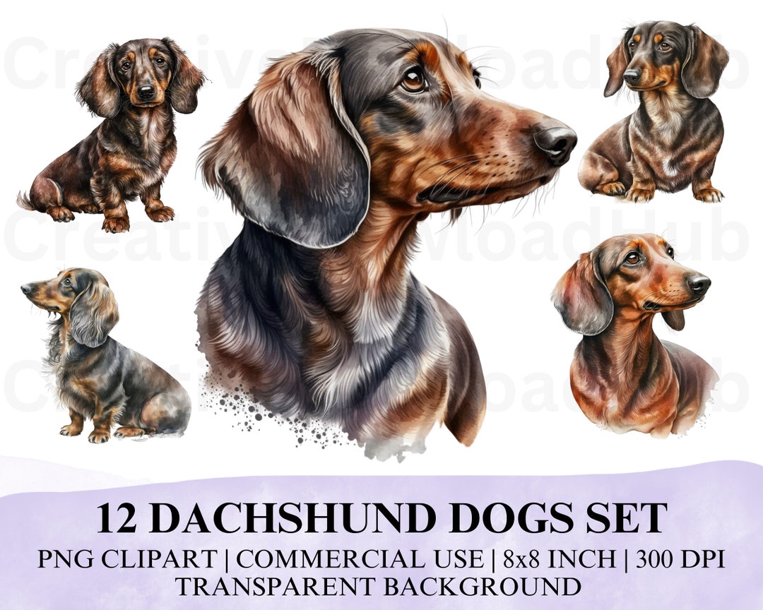 12 PNG Dachshund Watercolor Clipart, Digital Download Dachshund Clipart ...