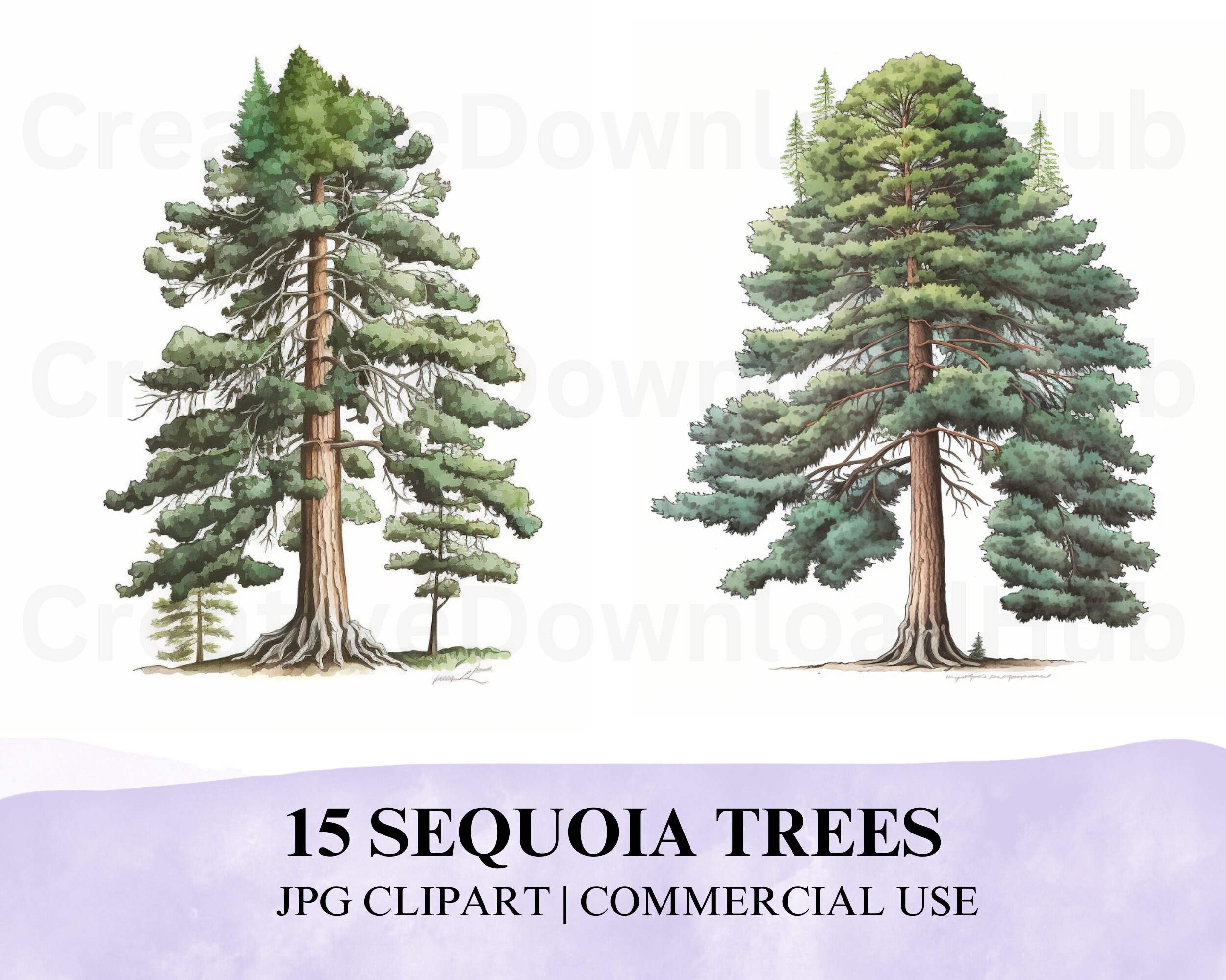 Sequoia Tree Clip Art