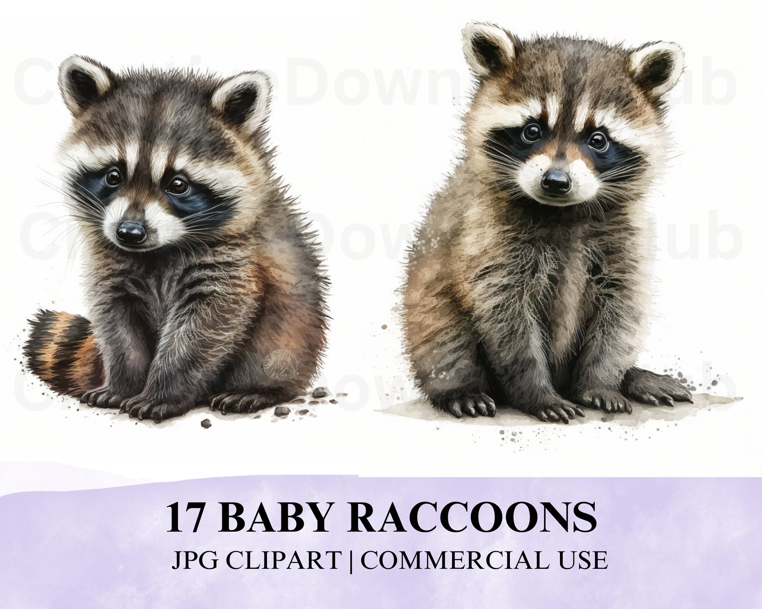 17 JPG Baby Raccoons Watercolor Clipart Download, JPG Watercolor ...