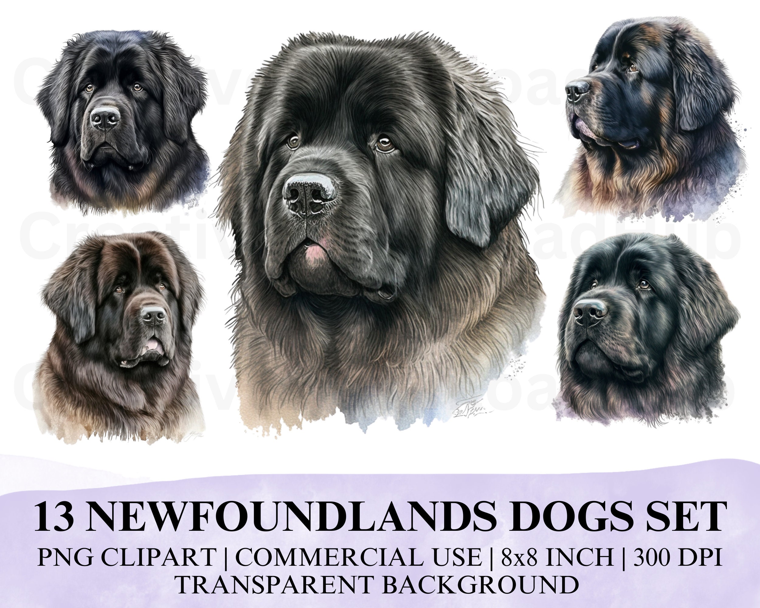 13 PNG Newfoundlands Dogs Clipart Watercolor Download, PNG Clipart ...