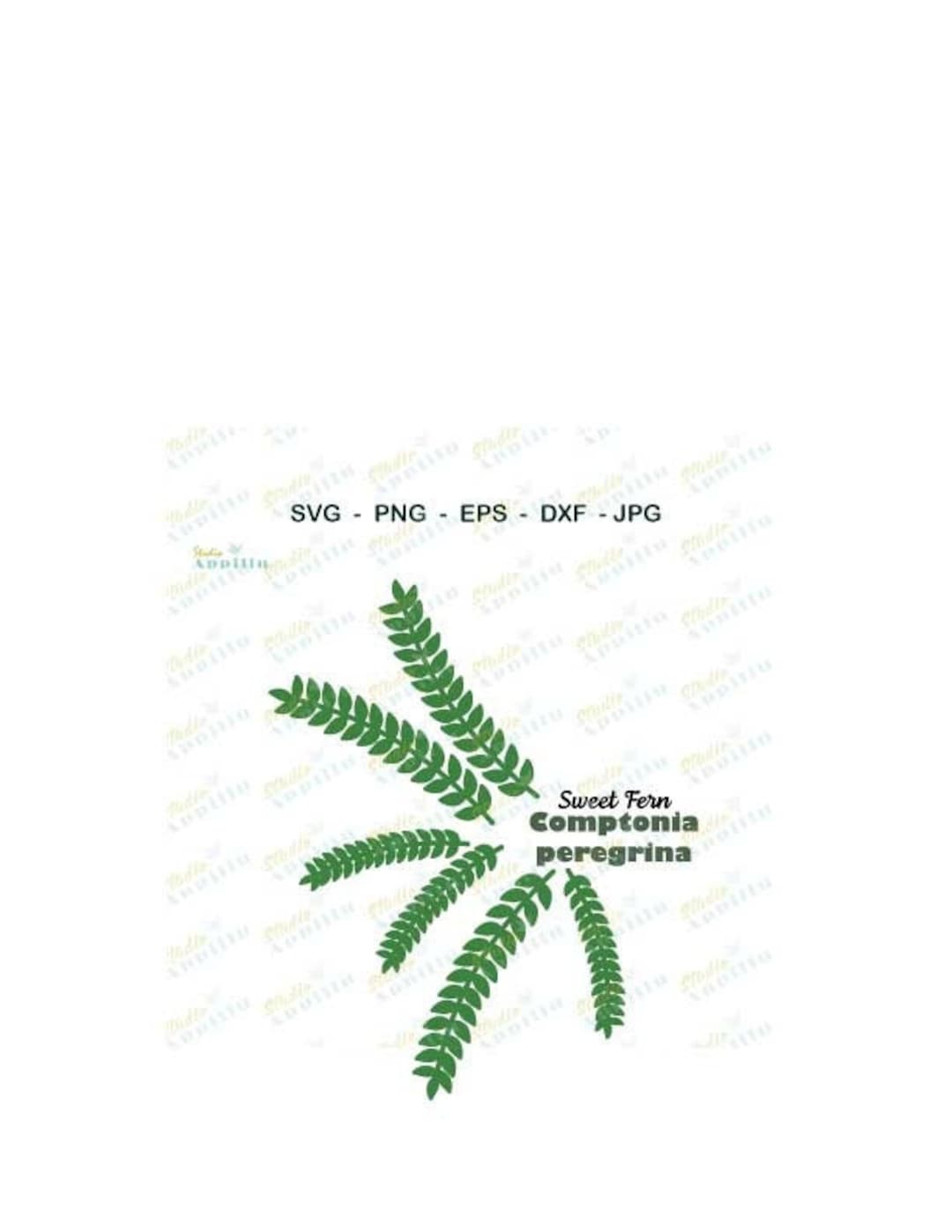 Fern SVG, Green Leaves SVG, Fern Leaves SVG File, Fern Leaves Vector ...