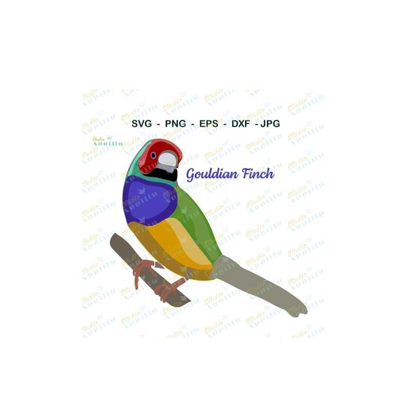 Bird SVG I Gouldian Finch SVG I I SVG File I Vector Art I Cut File I ...