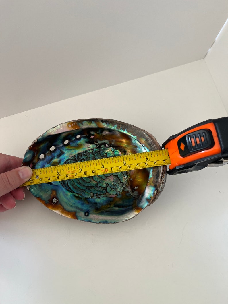 Iridescent/rainbow Large Abalone Shell, Natural Abalone Shell, Shell ...