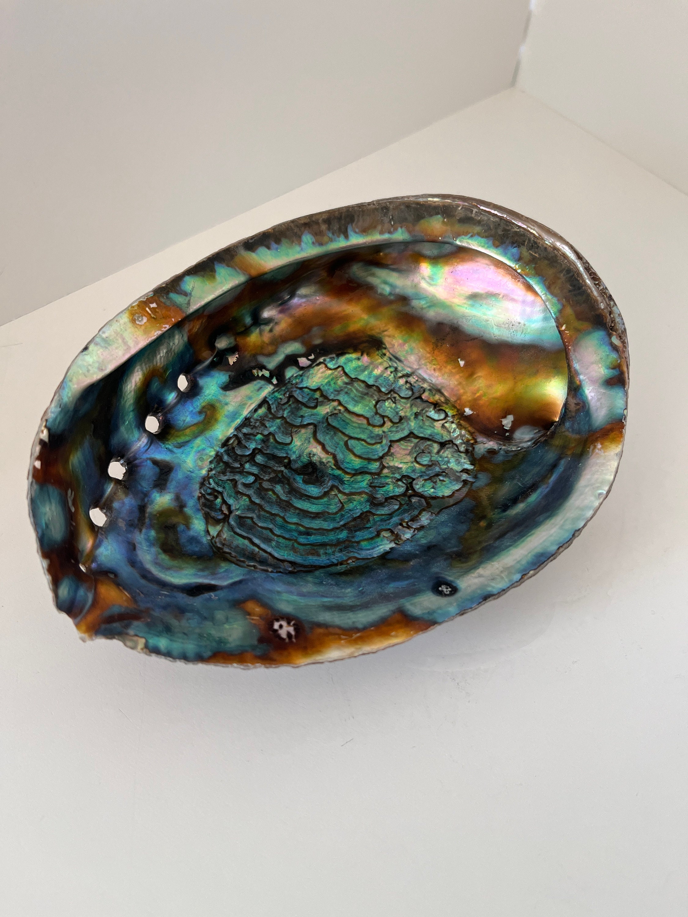 Iridescent/rainbow Large Abalone Shell, Natural Abalone Shell, Shell ...