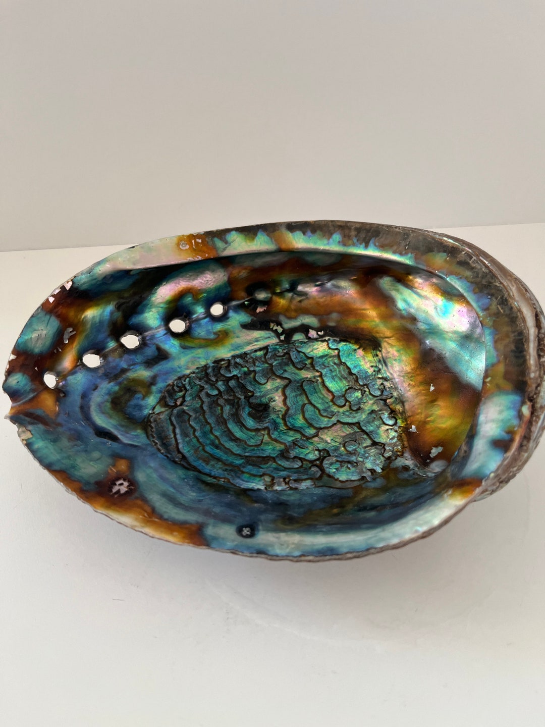 Iridescent/rainbow Large Abalone Shell, Natural Abalone Shell, Shell ...