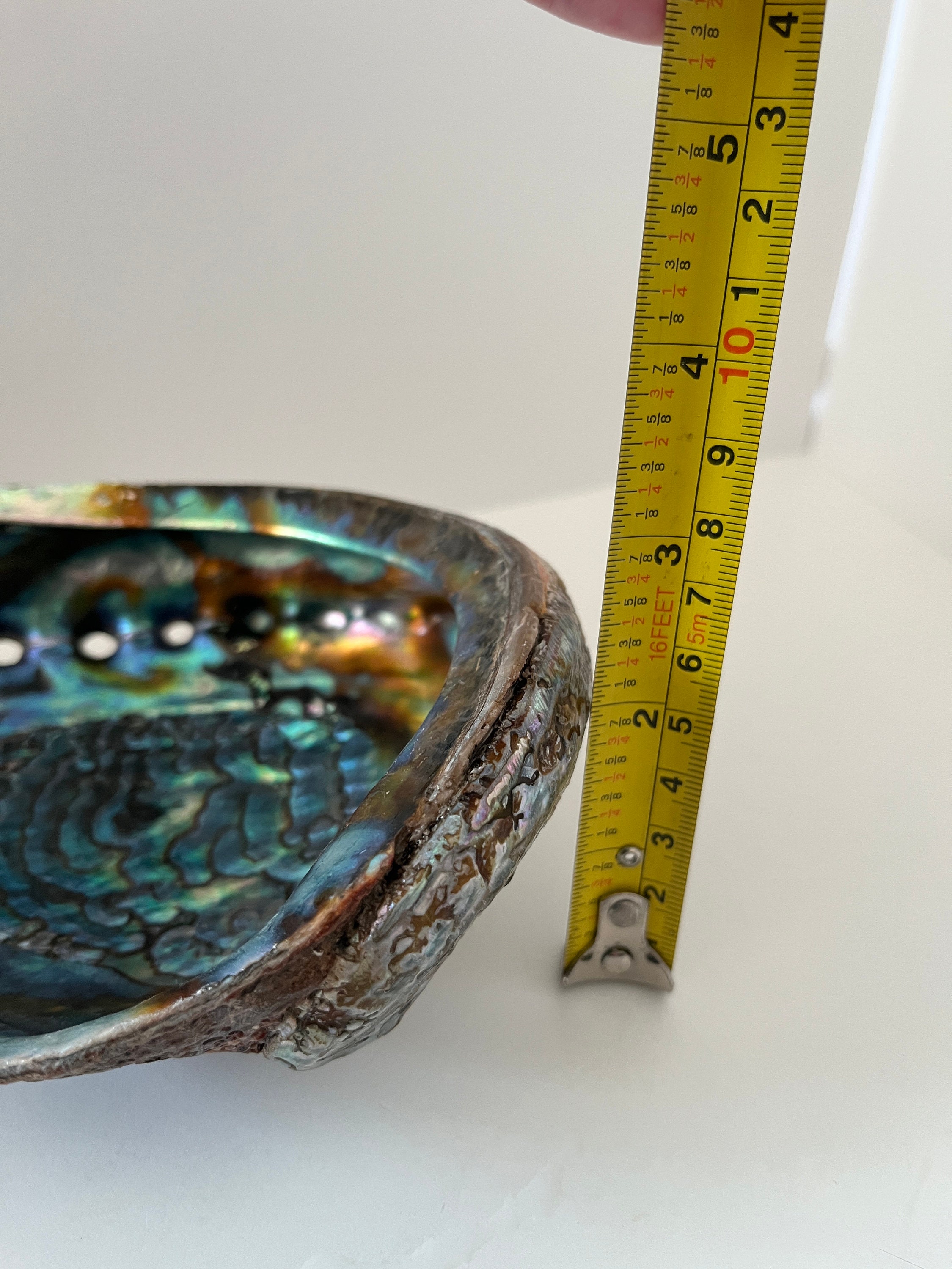 Iridescent/rainbow Large Abalone Shell, Natural Abalone Shell, Shell ...