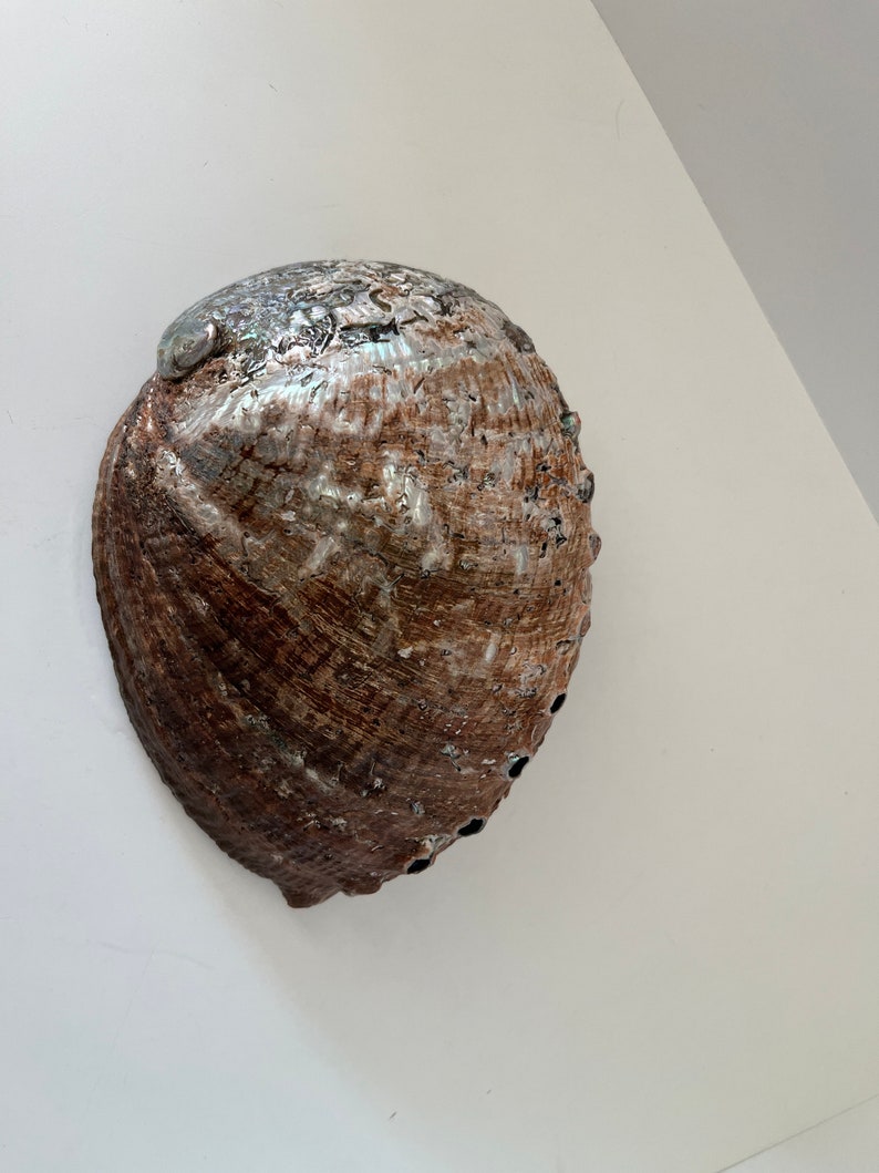Iridescent/rainbow Large Abalone Shell, Natural Abalone Shell, Shell ...