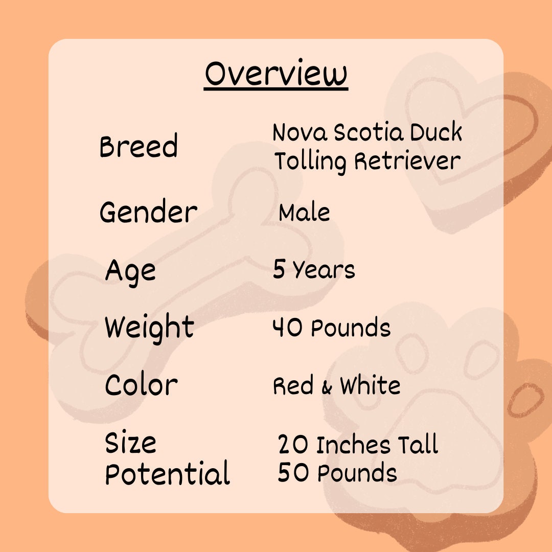 Dog Adoption Social Media Canva Templates, Animal Shelter Pet Profile ...