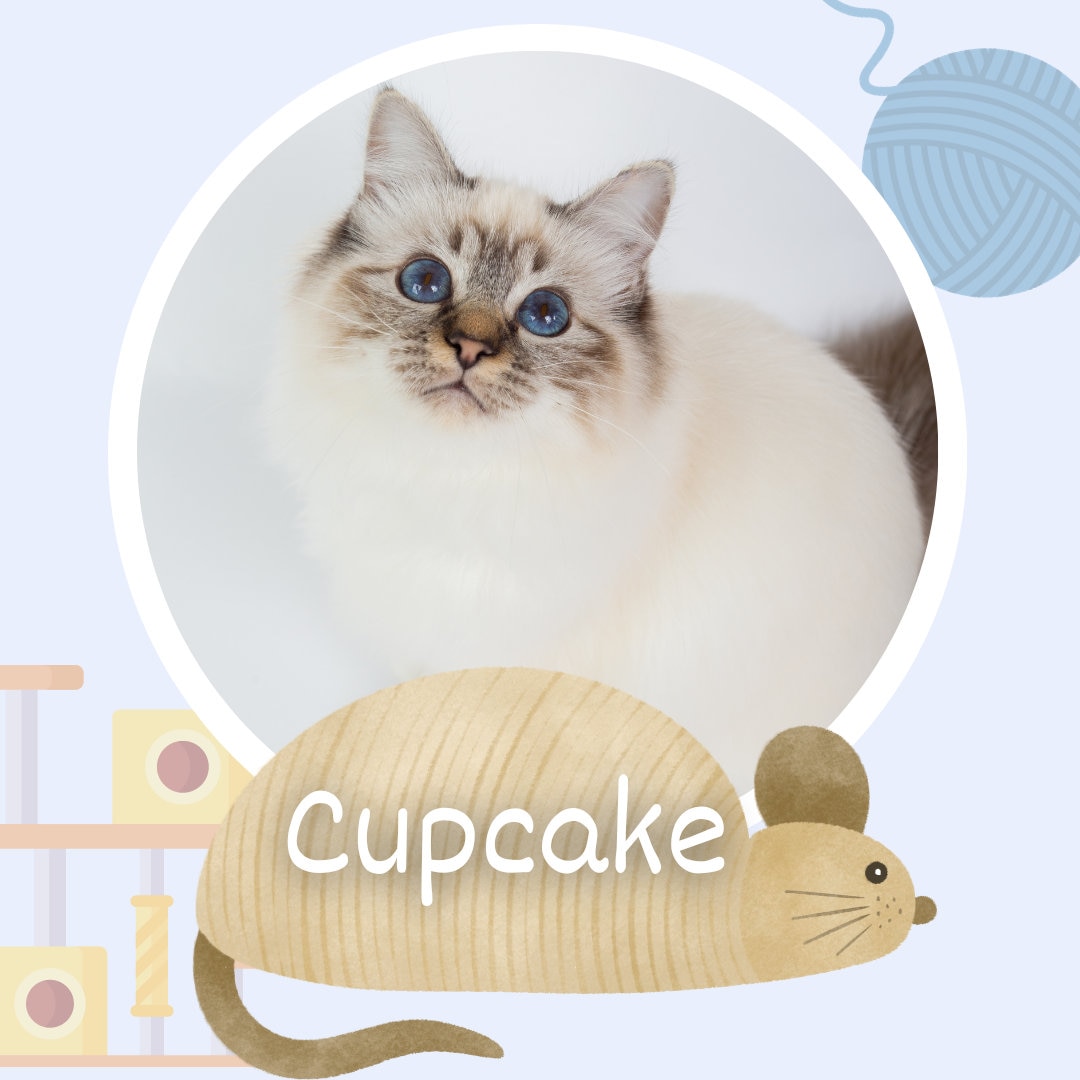Cat Adoption Social Media Canva Templates, Animal Shelter Pet Profile ...